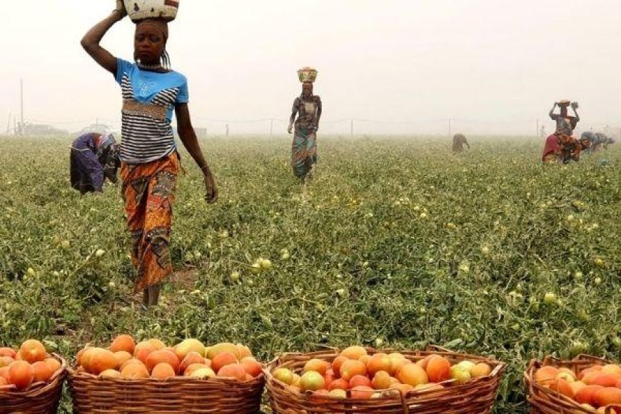 Tomato farmers lose N2bn to poor storage facilities amid bumper harvest ...
